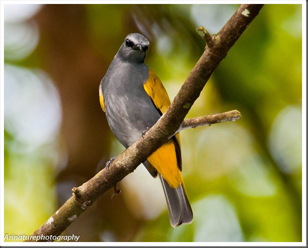 Naturalist Photography: Bulbul of Malaysia Part 4